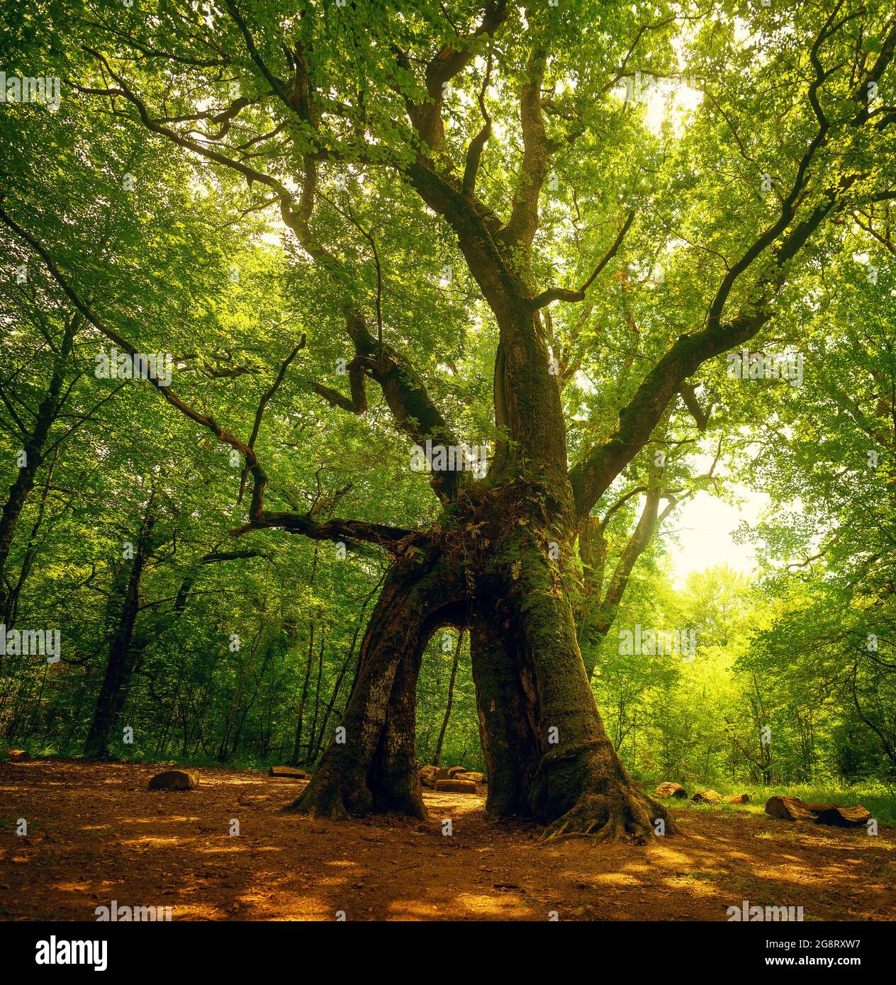 scary dead old oak tree Stock Photo - Alamy