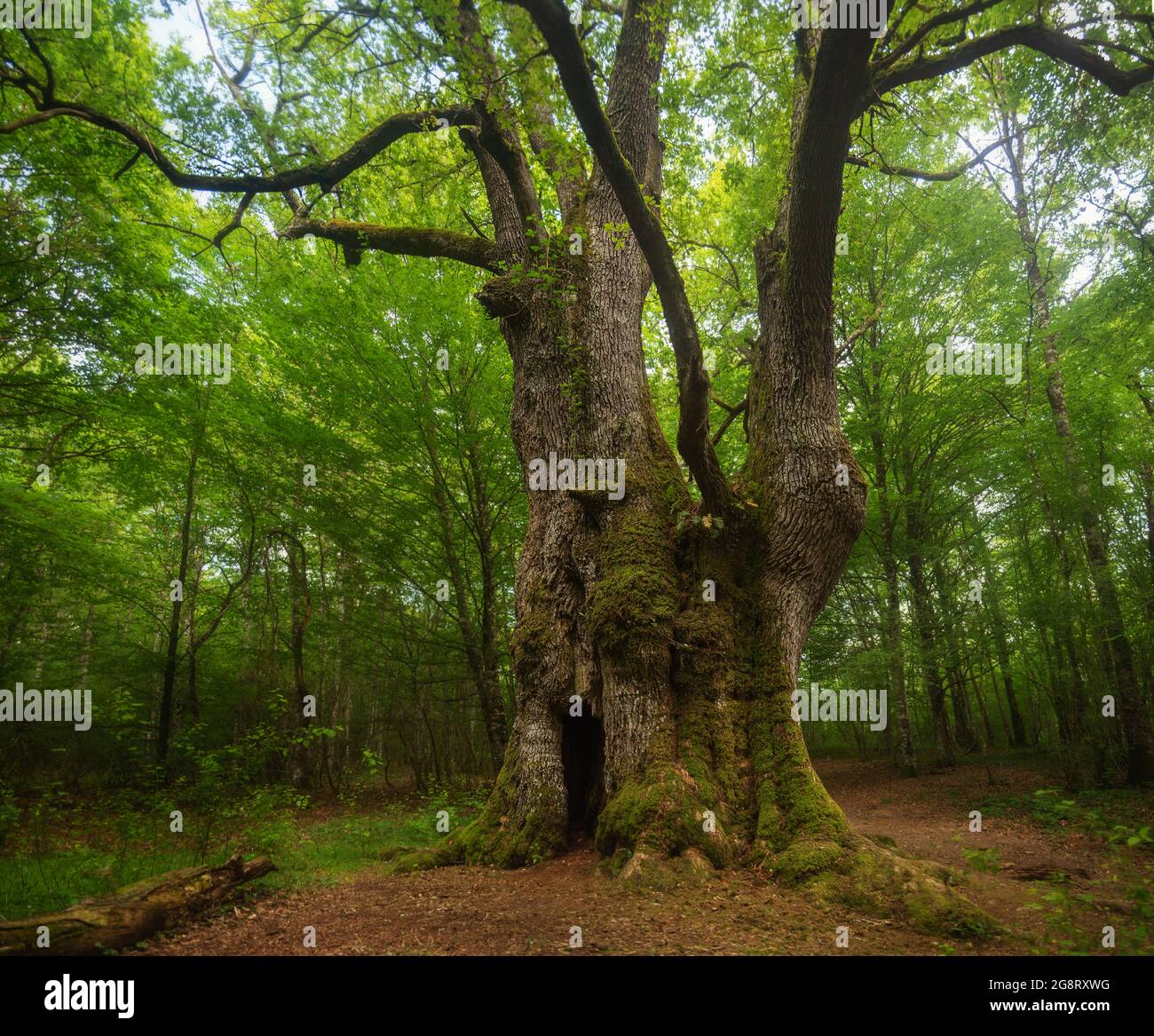 Tree ent face hi-res stock photography and images - Alamy
