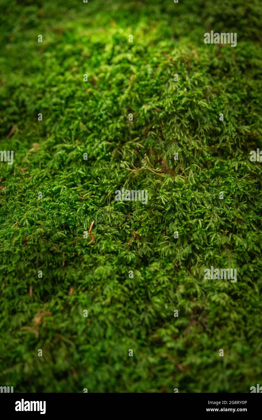 musk on lush forest soil Stock Photo - Alamy