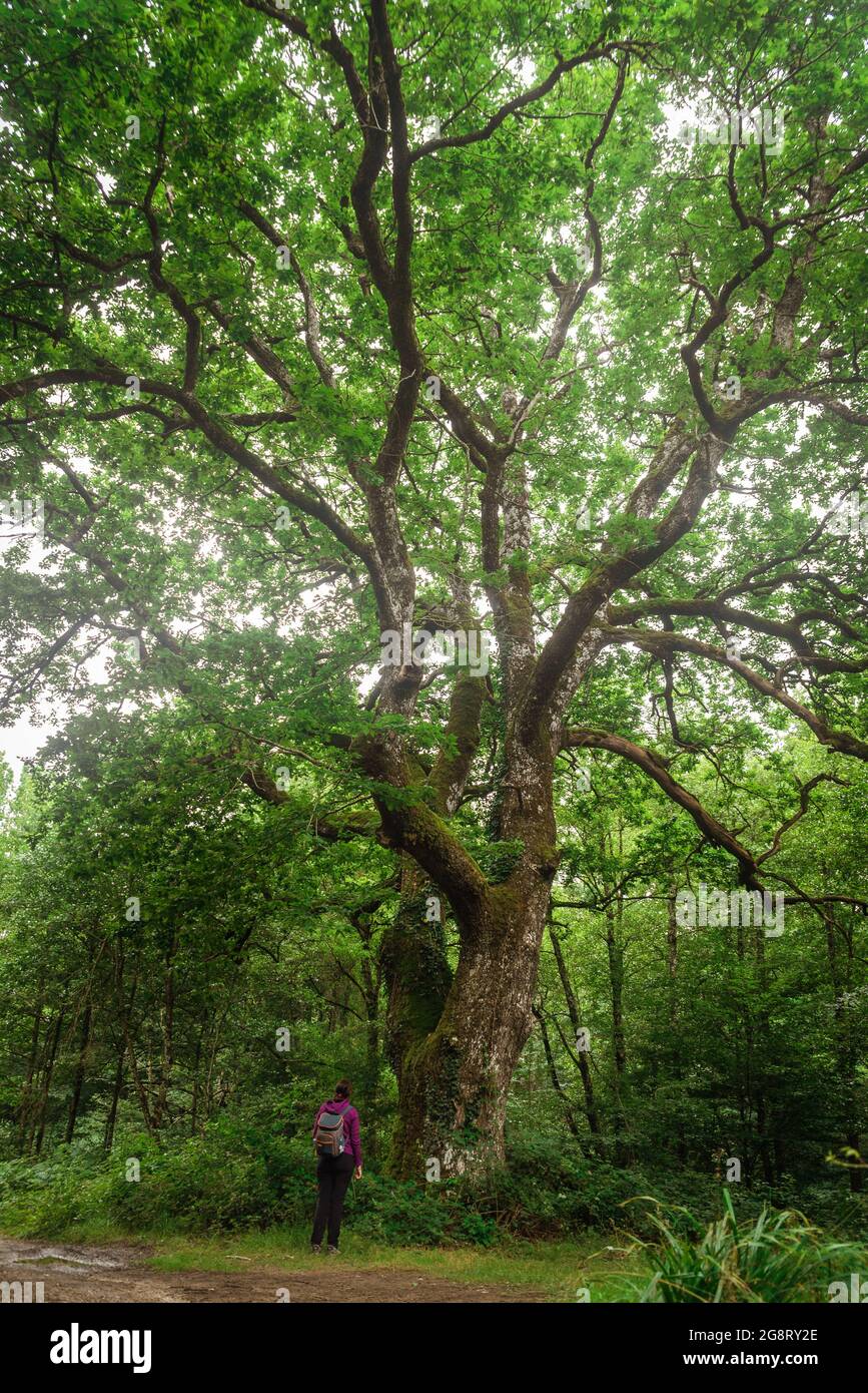 scary dead old oak tree Stock Photo - Alamy