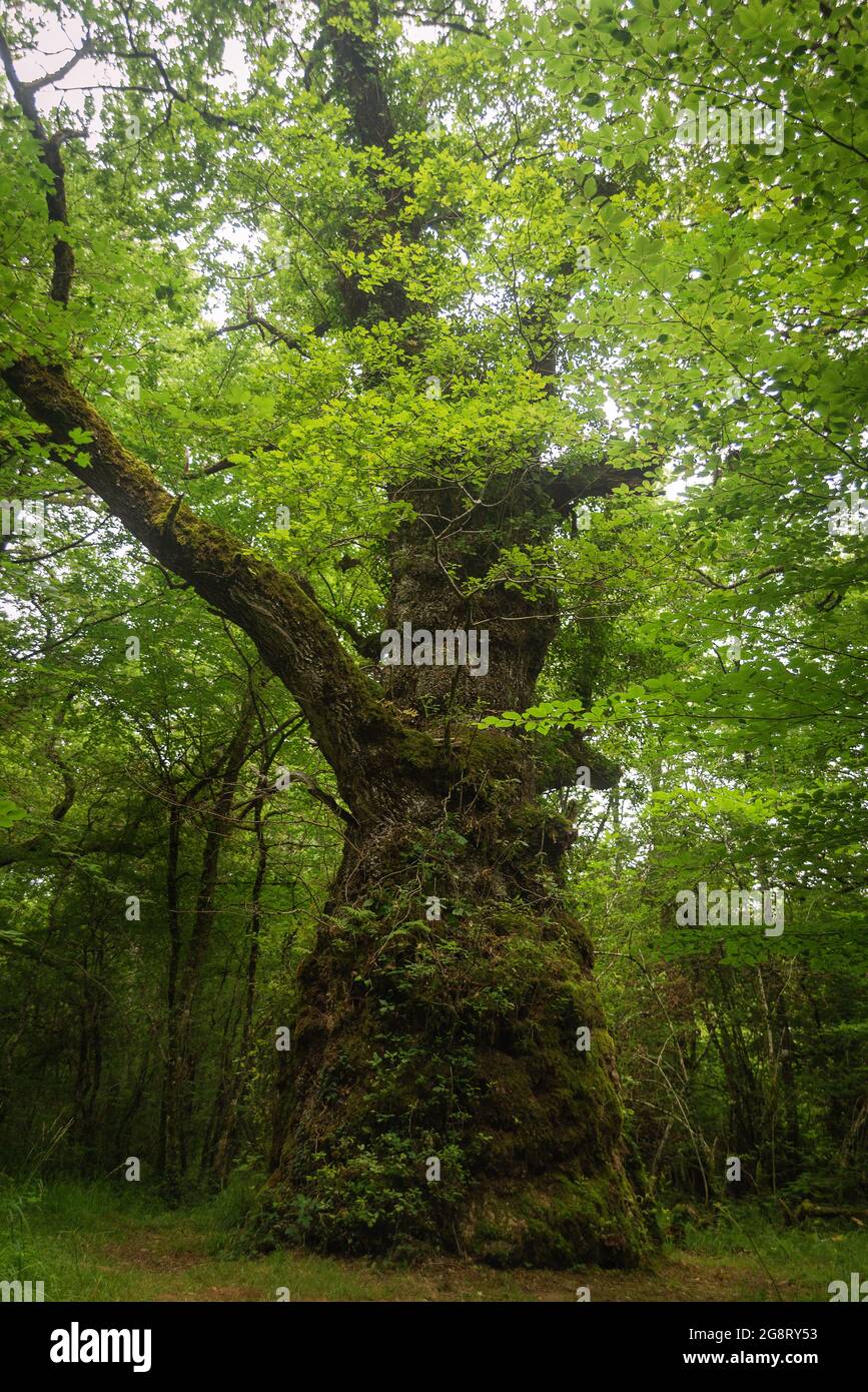 scary dead old oak tree Stock Photo - Alamy