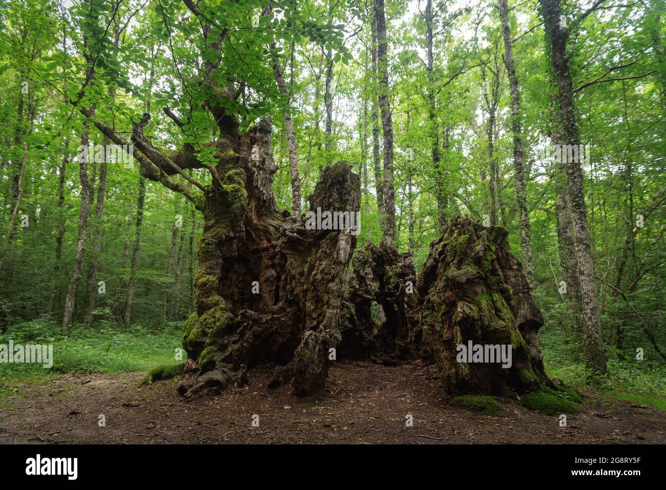 scary dead old oak tree Stock Photo - Alamy