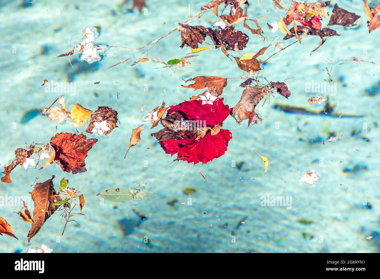 Colourful flowers and leaves floating in a swimming pool during a wind ...