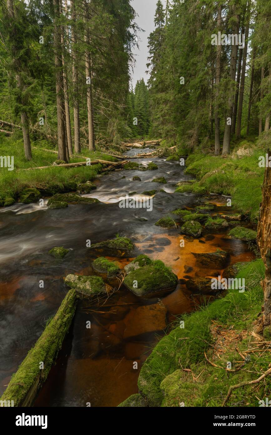 Color summer Studena Vltava river near Stozec village in national park ...
