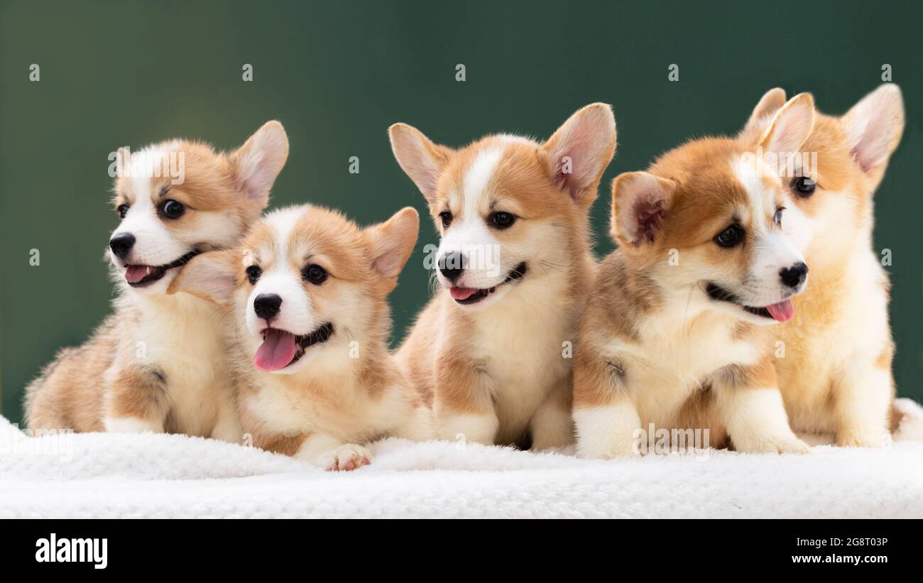 Pembroke Welsh Corgi Dog Outside Stock Photo - Alamy