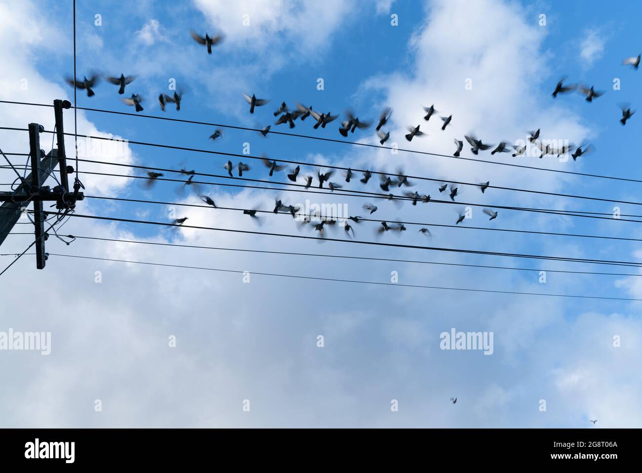 Power-line pigeons all, flying away from favorite roosting position on ...