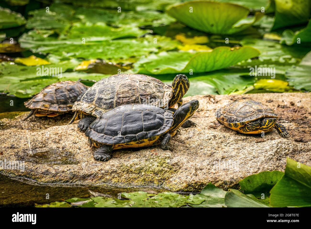Terrapins lie on a rock in the water Stock Photo - Alamy
