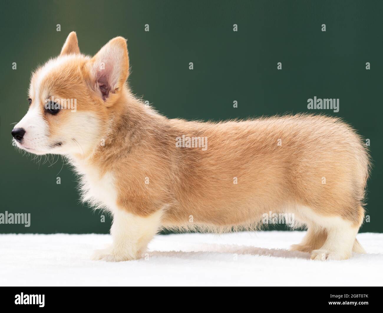 Golden corgi hi-res stock photography and images - Alamy