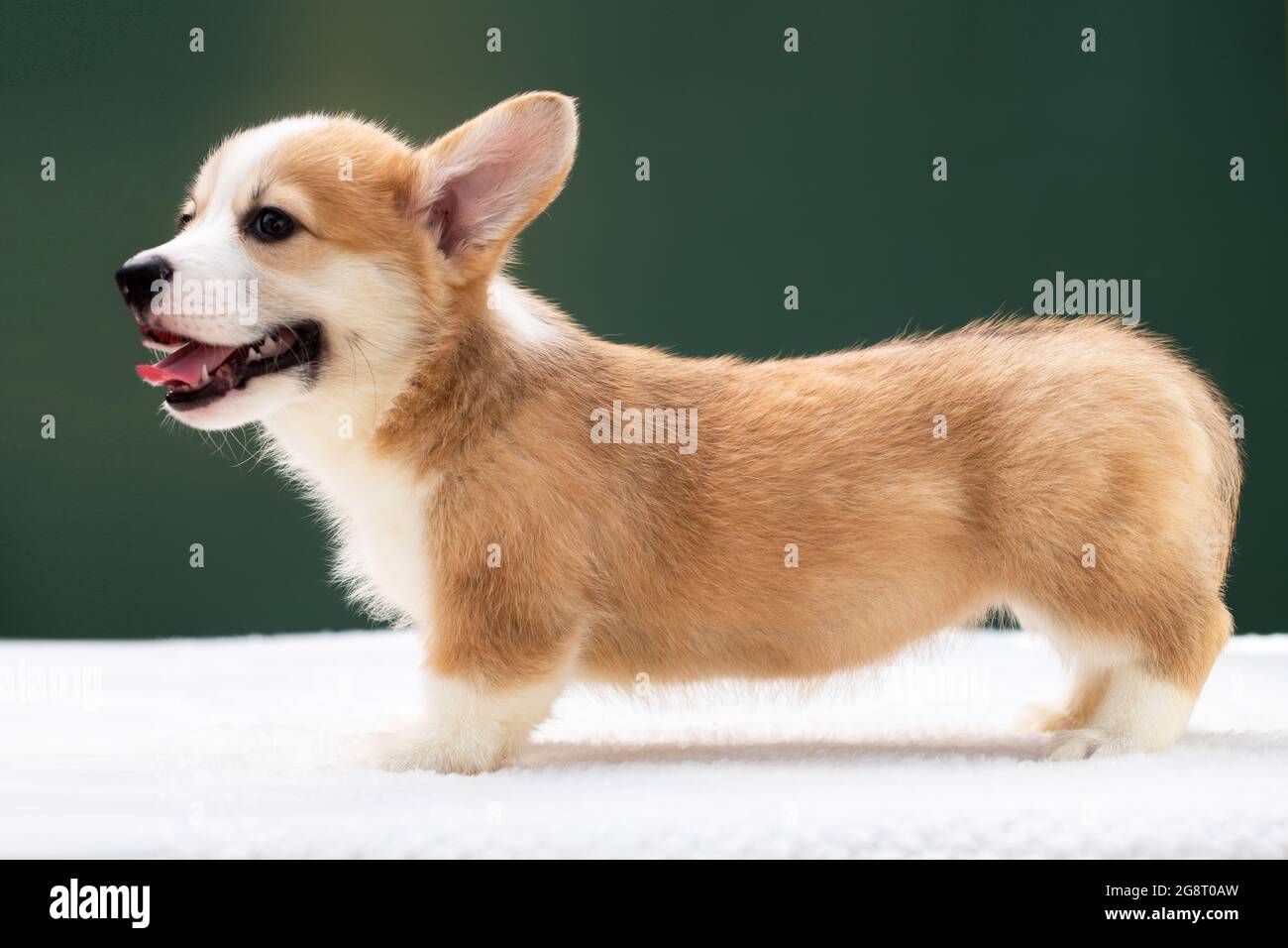 Pembroke Welsh Corgi Dog Outside Stock Photo - Alamy
