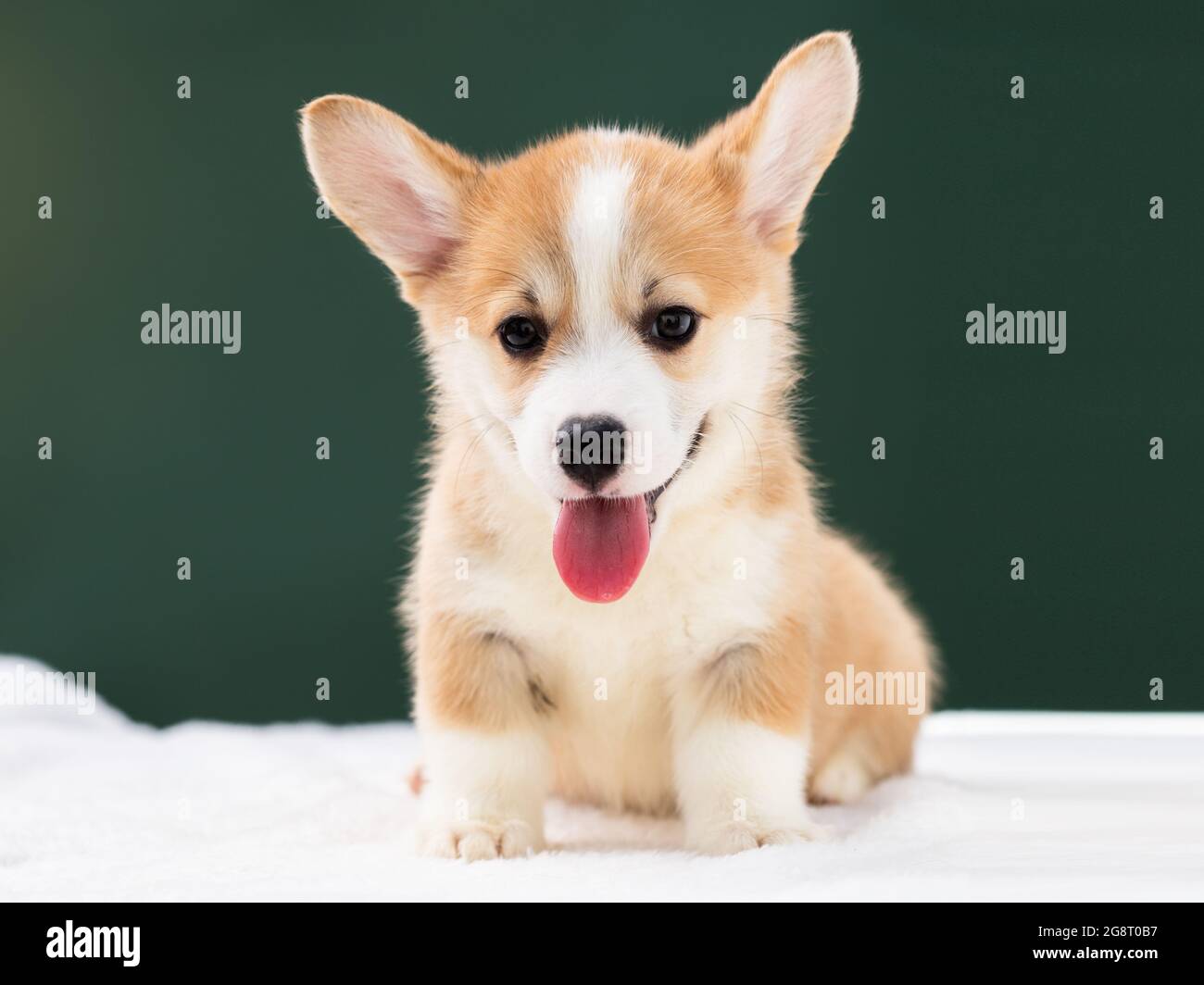 Pembroke welsh corgi dog hi-res stock photography and images - Alamy