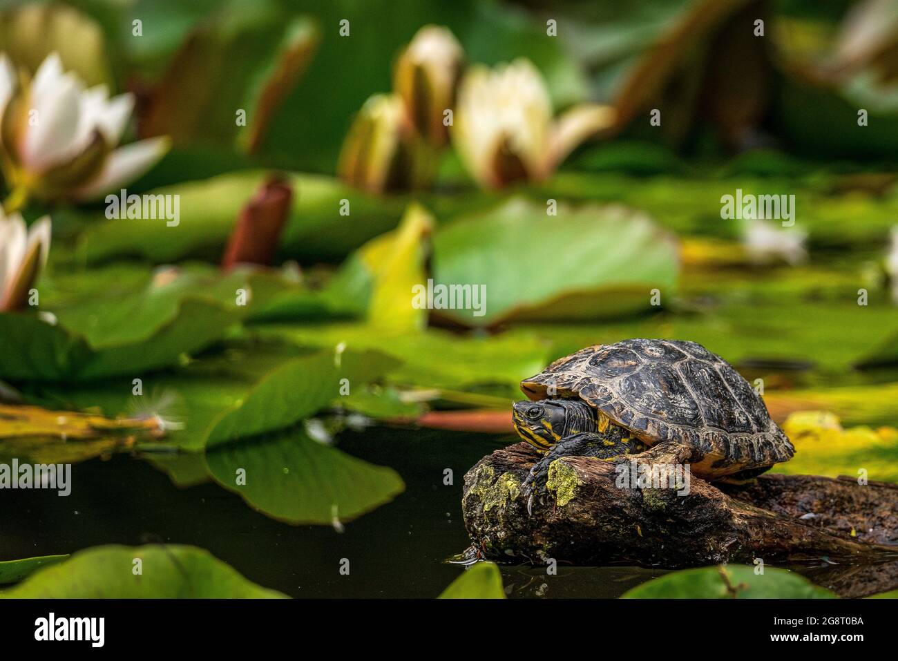 Terrapin in nature hi-res stock photography and images - Alamy