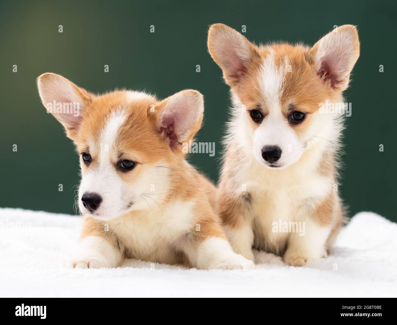 Corgi hi-res stock photography and images - Alamy