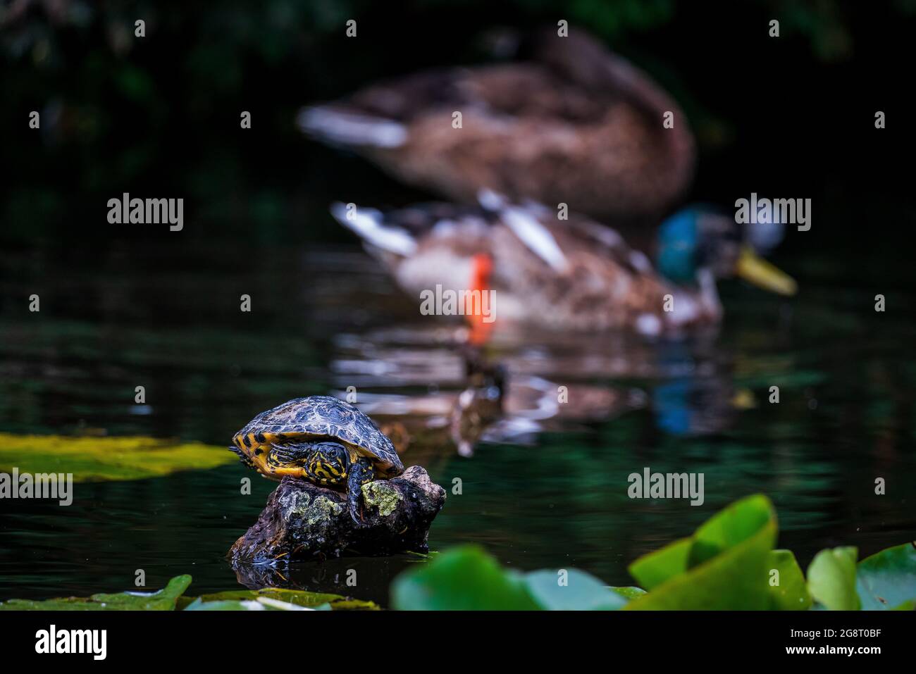 Terrapin in nature hi-res stock photography and images - Alamy