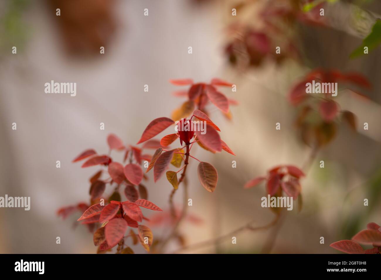 Red leaves plant hi-res stock photography and images - Alamy