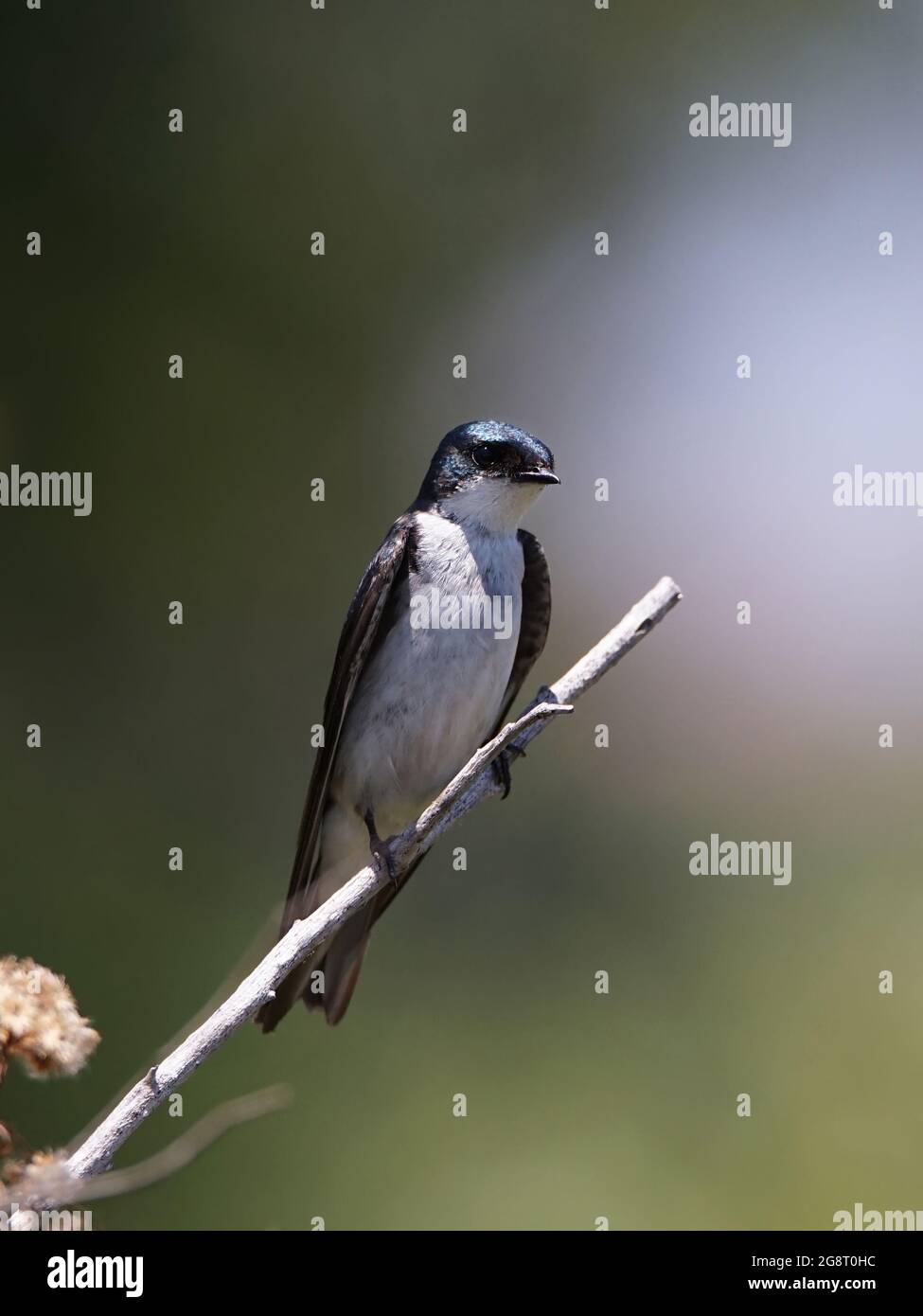 Close up of Tree swallow bird perched on tree branch Stock Photo - Alamy