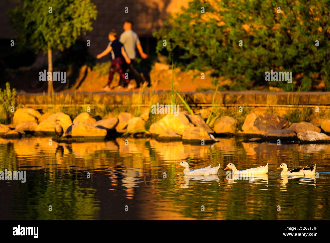 wildlife ducks coexist with people in wetland, Pato. (Photo: Luis ...