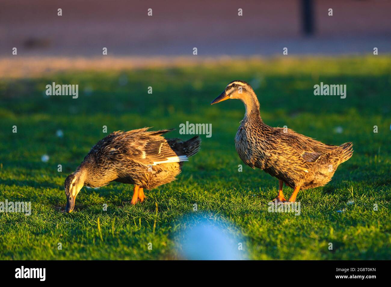 Wildlife ducks in wetland.duck.. (Photo: Luis Gutierrez / NortePhoto ...