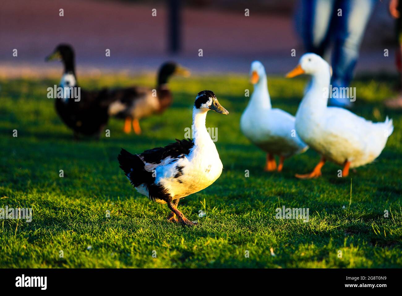 Wildlife ducks in wetland.duck.. (Photo: Luis Gutierrez / NortePhoto ...