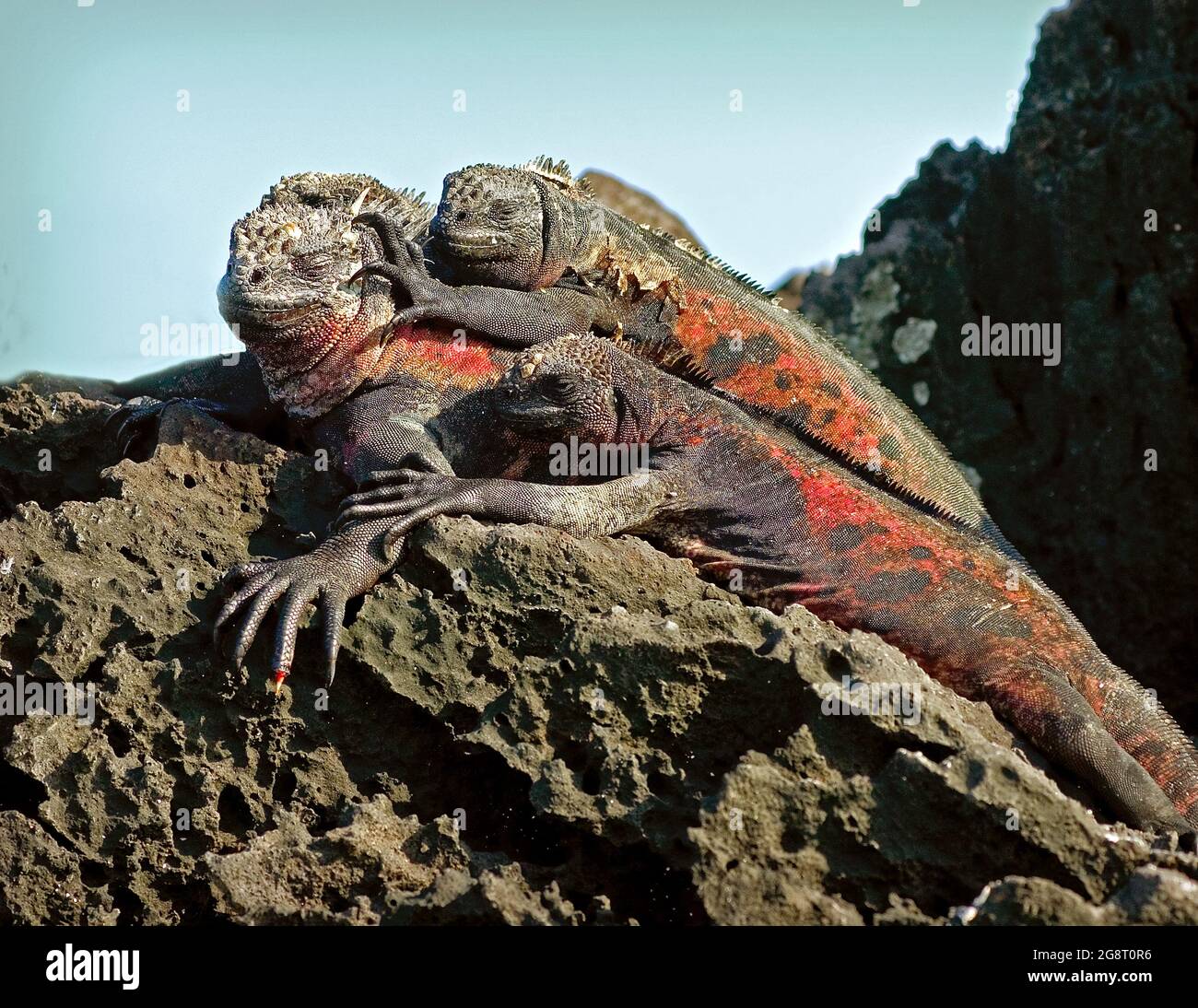 Three Galapagos Marine Iguanas sunning Stock Photo - Alamy