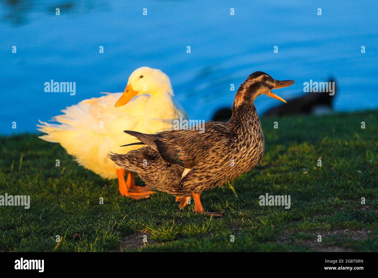 Wildlife ducks in wetland.duck.. (Photo: Luis Gutierrez / NortePhoto ...