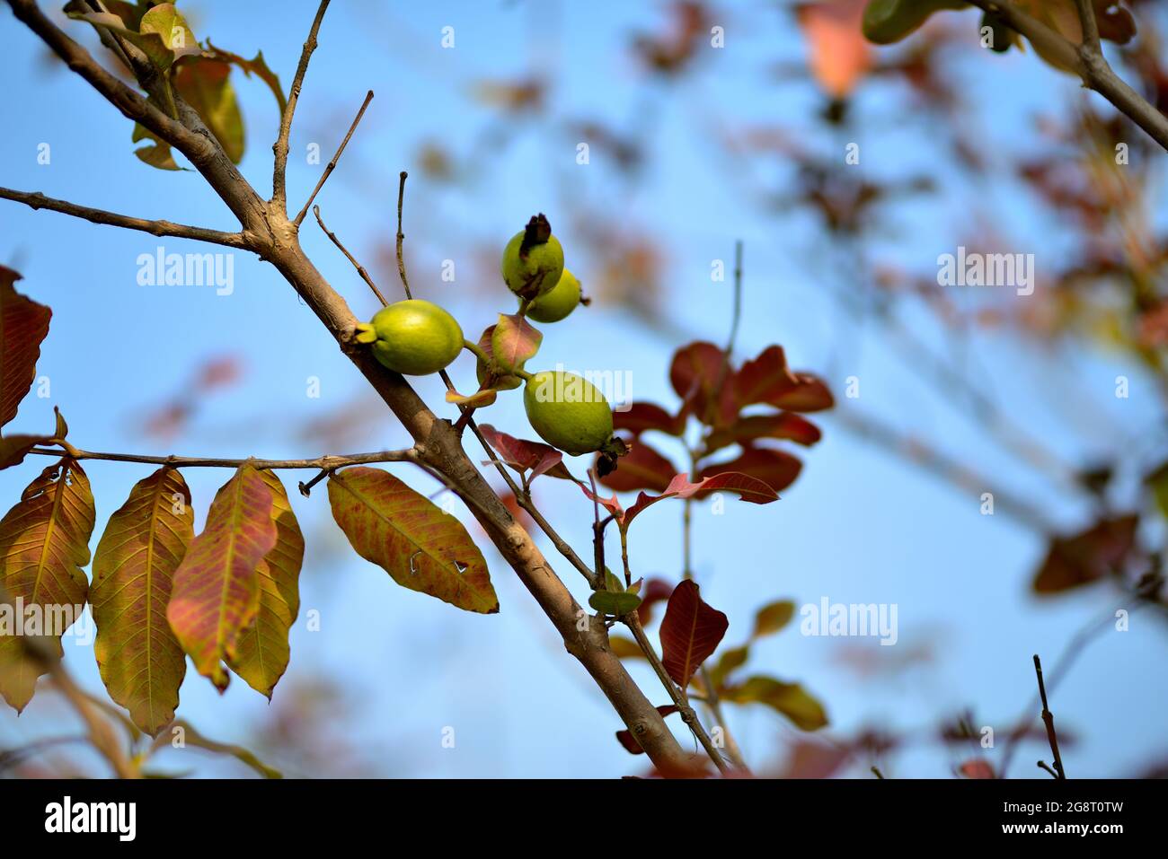 Guava fruit tree in an organic tropical garden, Fresh and Healthy guava ...