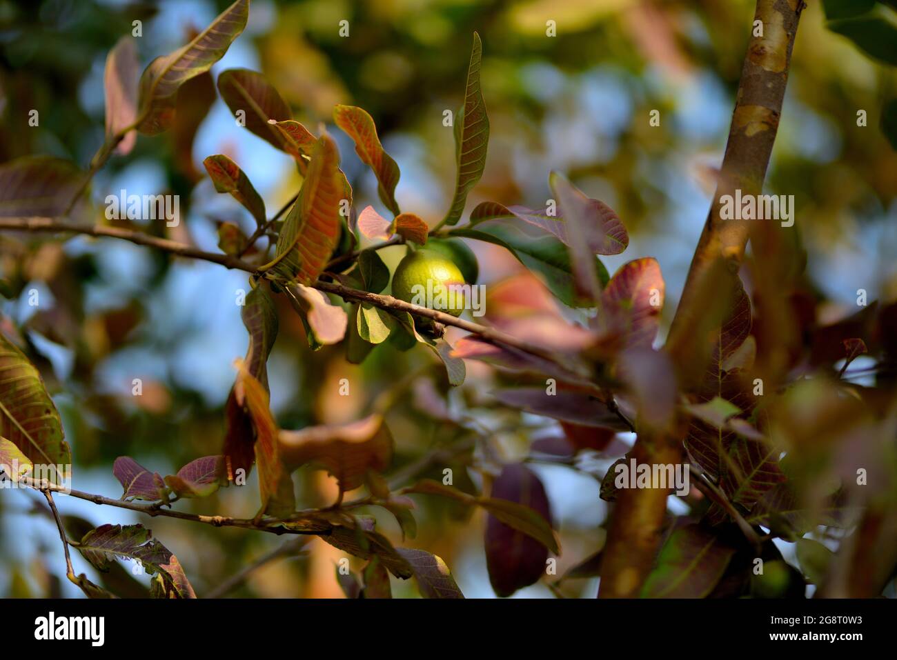 Guava fruit tree in an organic tropical garden, Fresh and Healthy guava ...