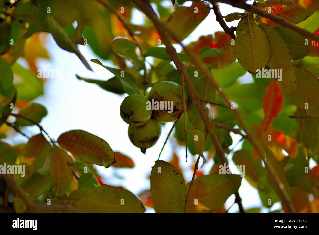 Guava fruit tree in an organic tropical garden, Fresh and Healthy guava ...