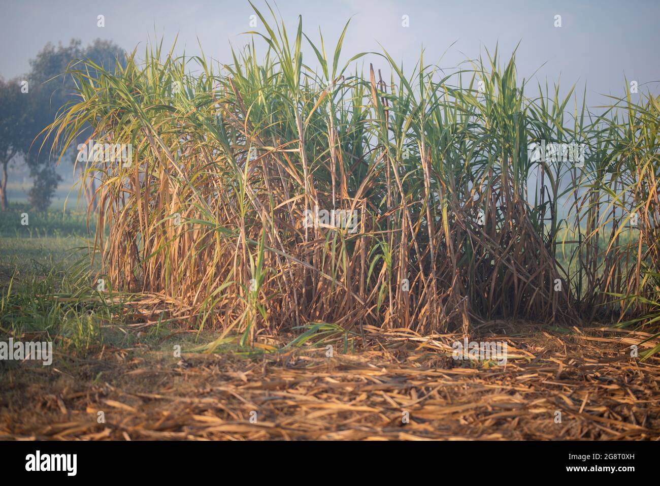 Sugarcane harvesting season, Sugarcane crop is ready to harvest Stock ...