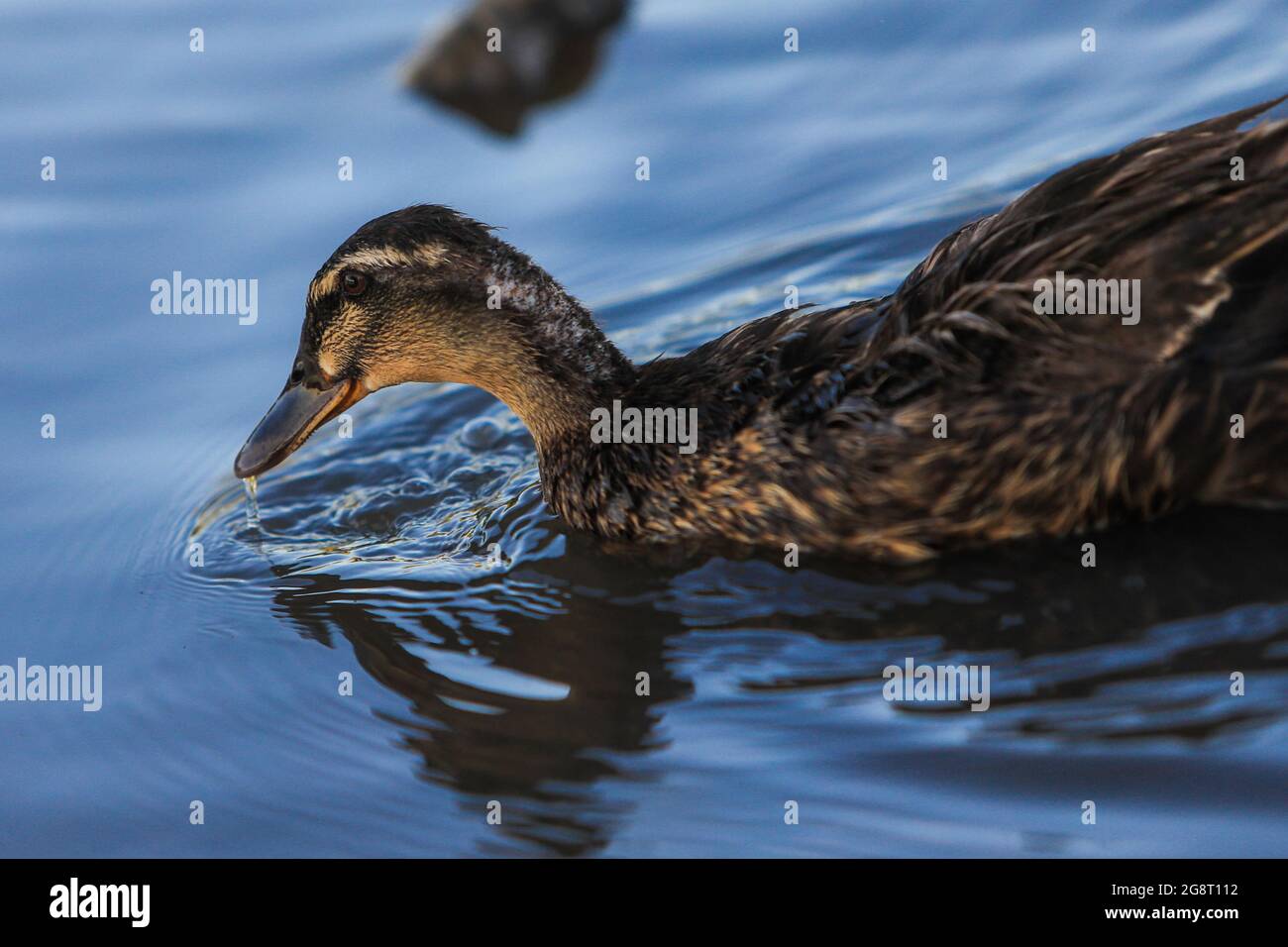 Wildlife ducks in wetland.duck.. (Photo: Luis Gutierrez / NortePhoto ...