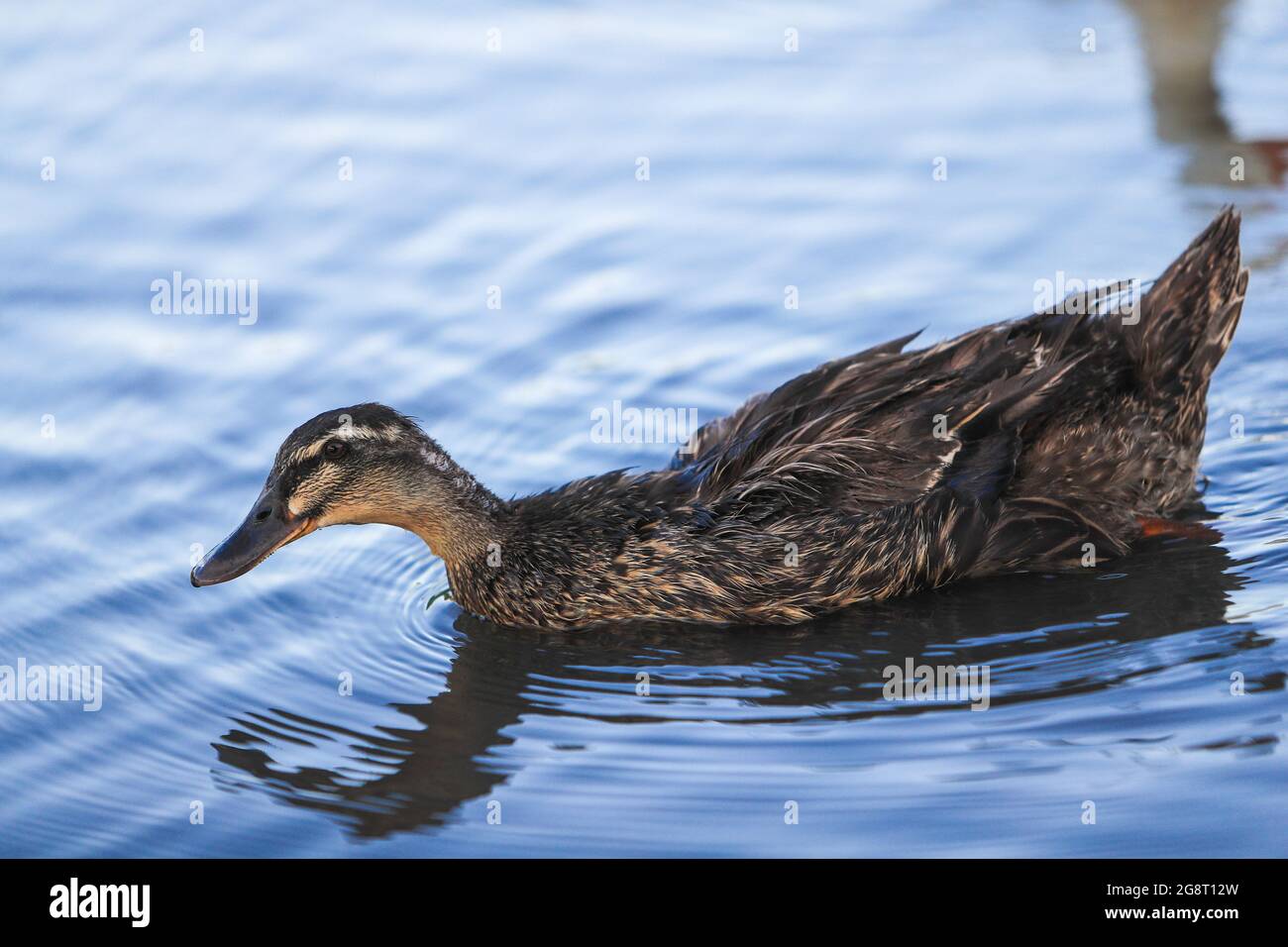 Wildlife ducks in wetland.duck.. (Photo: Luis Gutierrez / NortePhoto ...