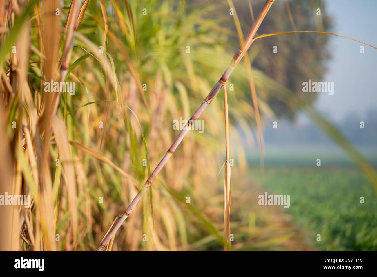 Sugarcane harvesting season, Sugarcane crop is ready to harvest Stock ...