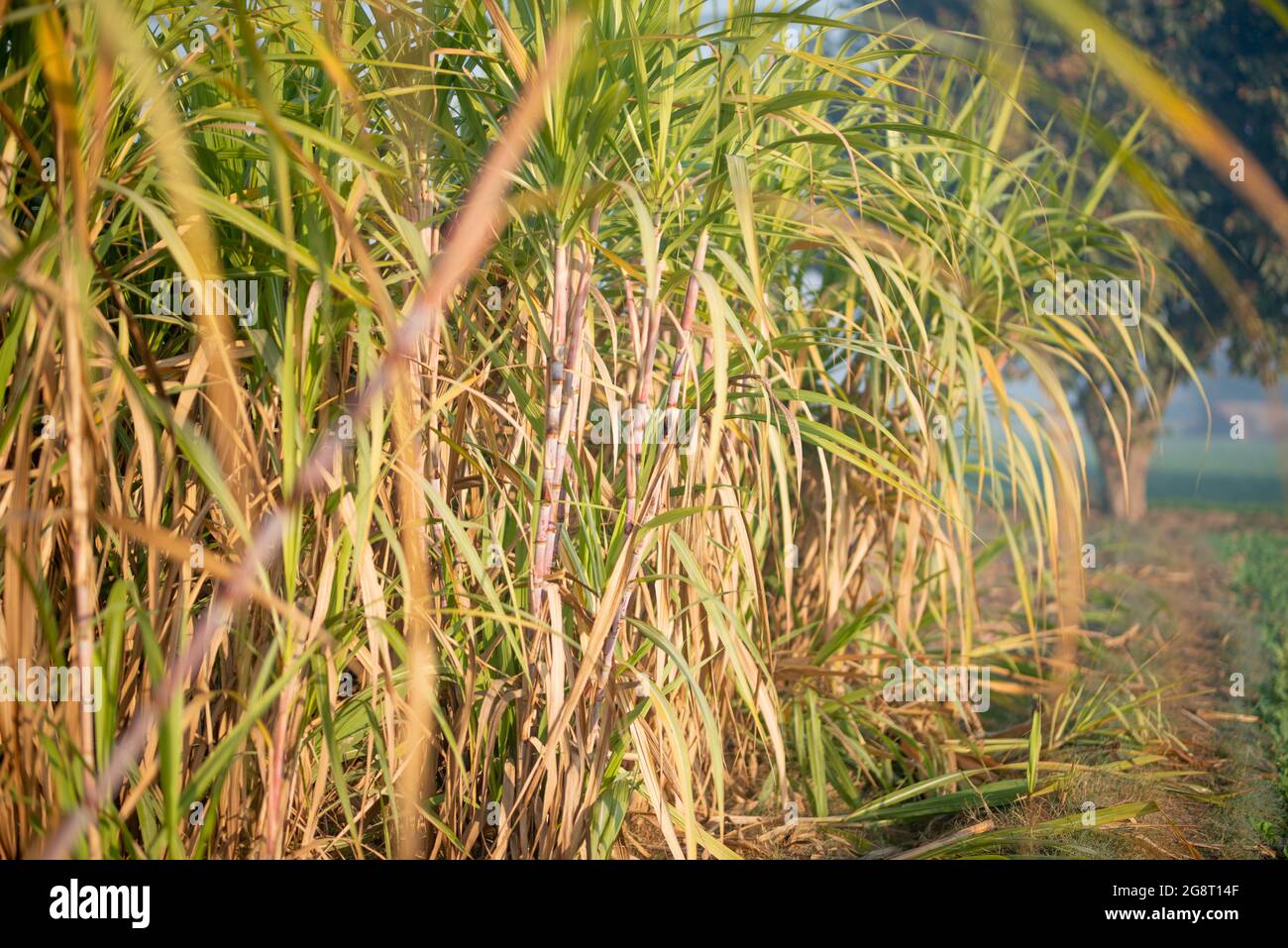 Sugarcane harvesting season, Sugarcane crop is ready to harvest Stock ...