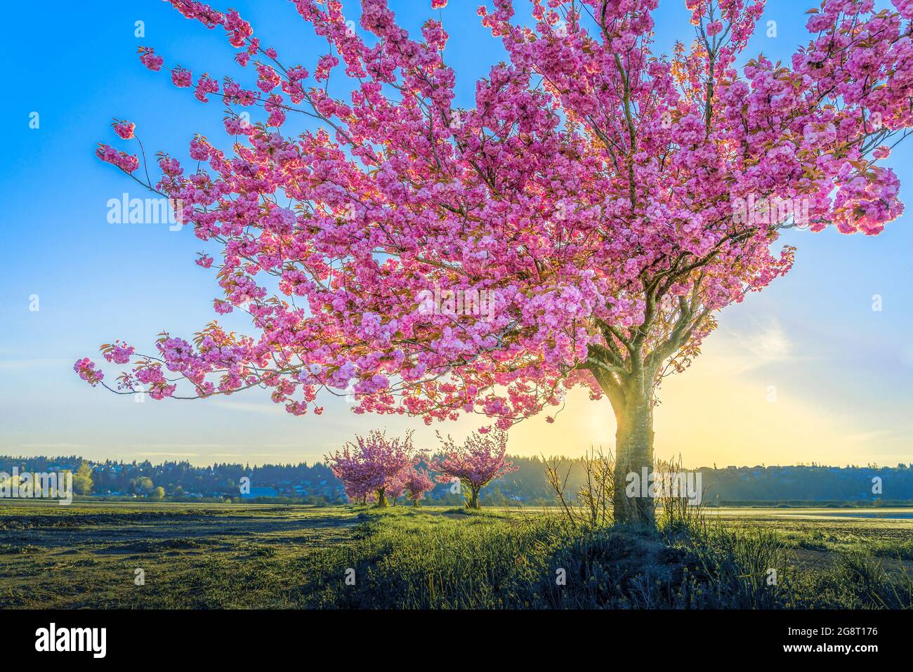 Cherry trees with blossoms hi-res stock photography and images - Alamy