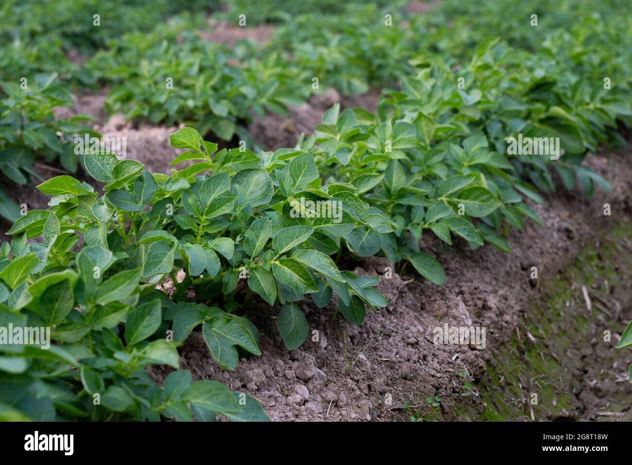 Healthy young potato plant in an organic garden, Young potato plant ...