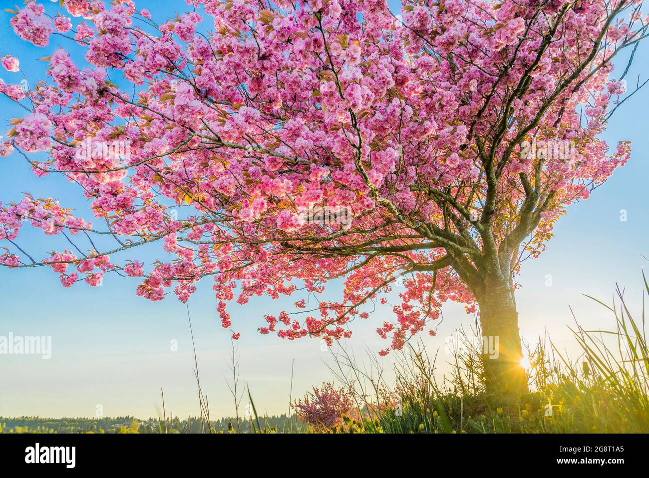 Flowering Cherry tree in bloom Stock Photo - Alamy