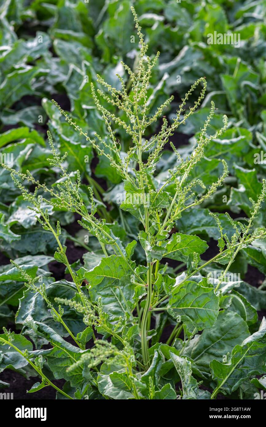 Sugar beet seed hi-res stock photography and images - Alamy