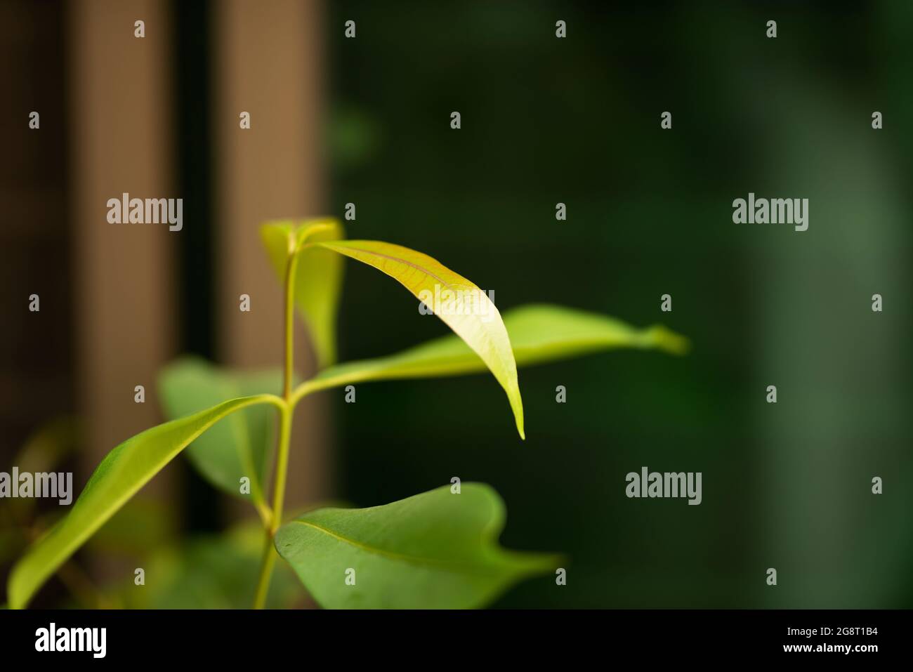 Java plum tree hi-res stock photography and images - Alamy