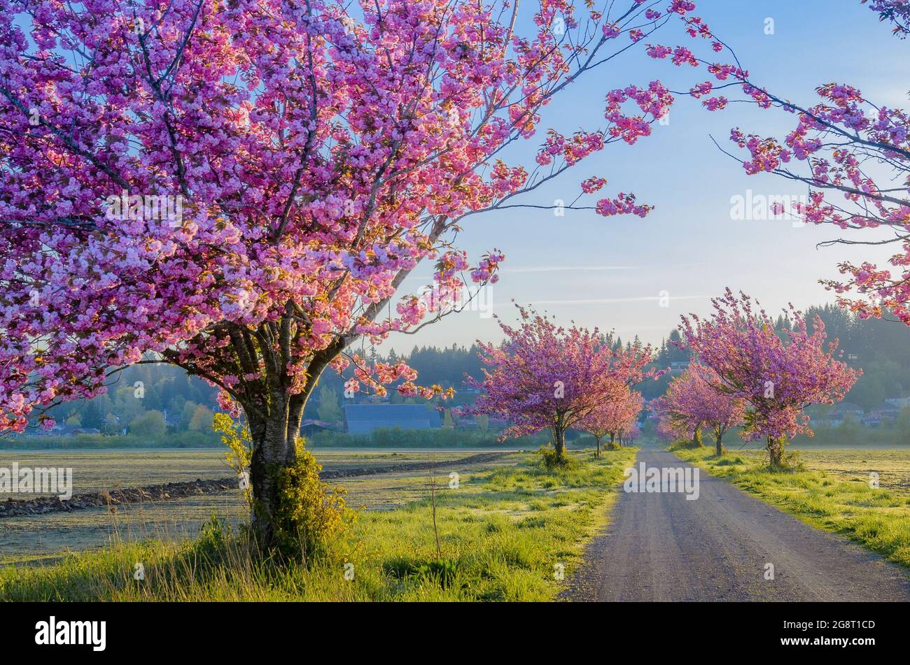 Cherry trees with blossoms hi-res stock photography and images - Alamy