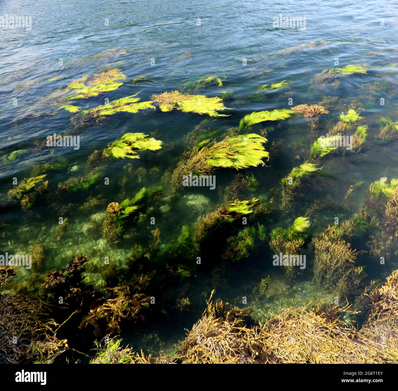 Swaying submerged and floating seaweed at a coastal location Stock ...