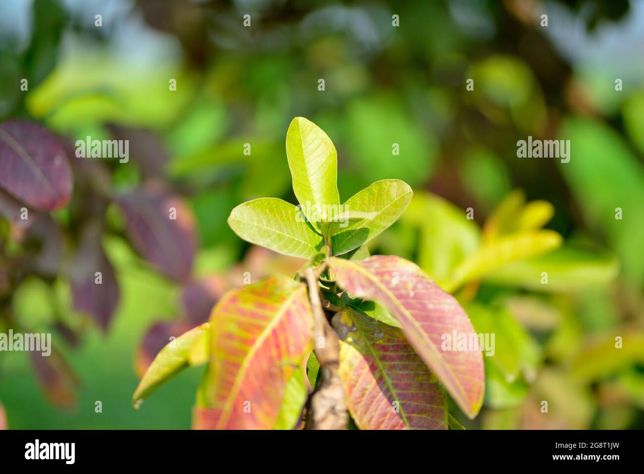 Guava leaves on the tree in an organic tropical garden Stock Photo - Alamy
