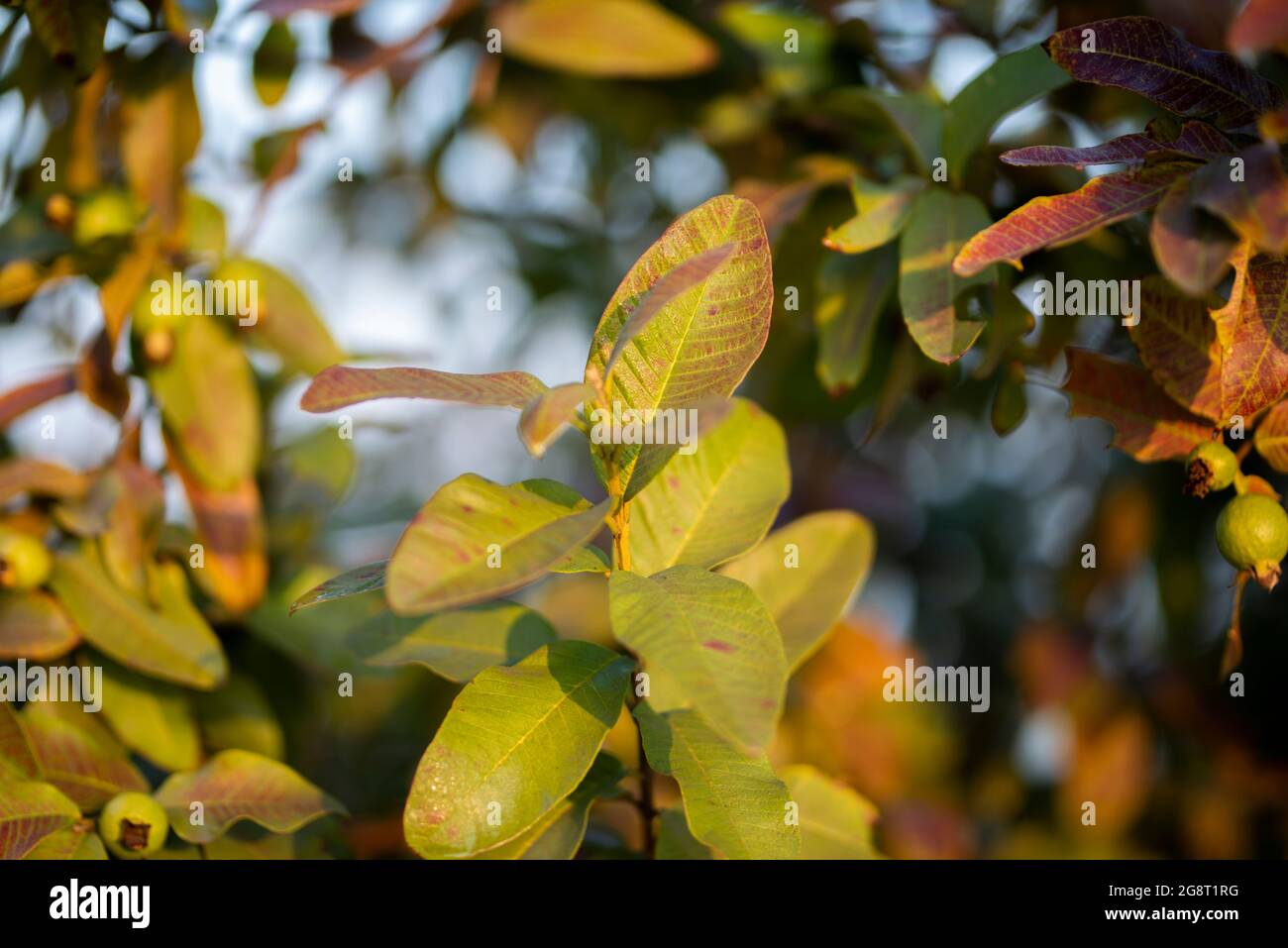Guava fruit tree in an organic tropical garden, Fresh and Healthy guava ...