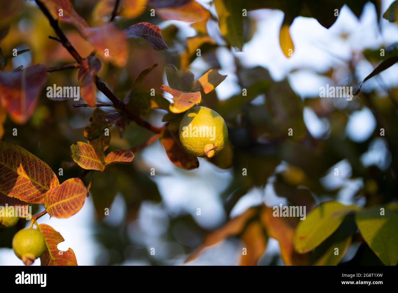 Guava fruit tree in an organic tropical garden, Fresh and Healthy guava ...