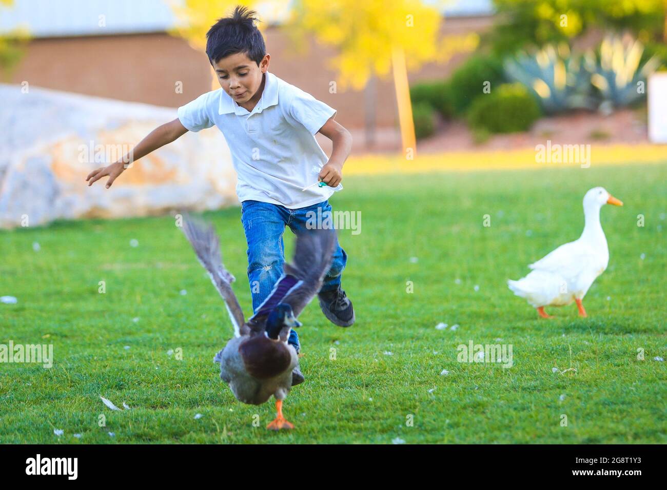 Niño con pato hi-res stock photography and images - Alamy