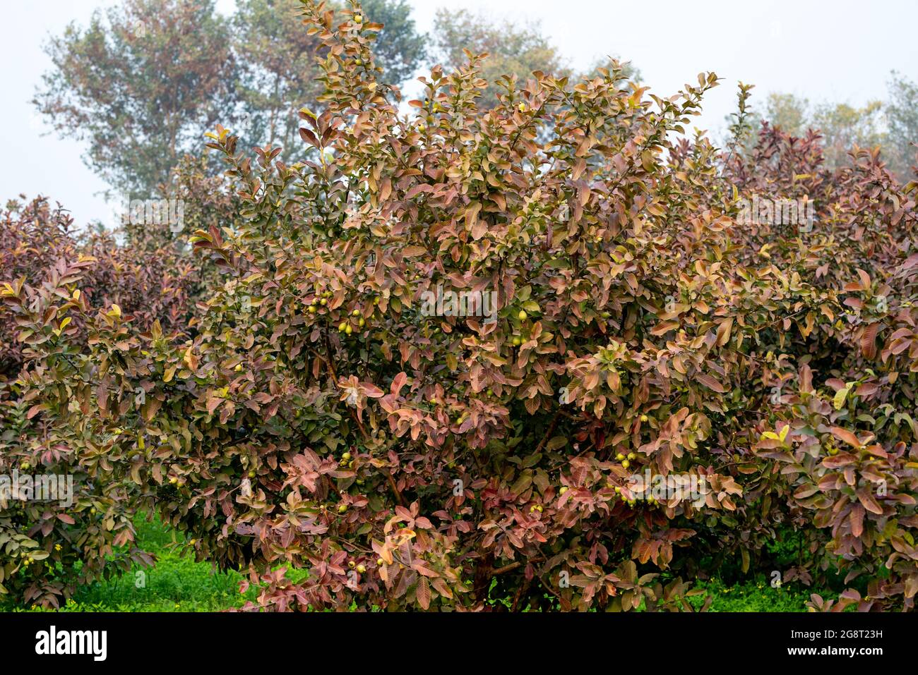 Guava fruit tree in an organic tropical garden, Guava garden with a ...