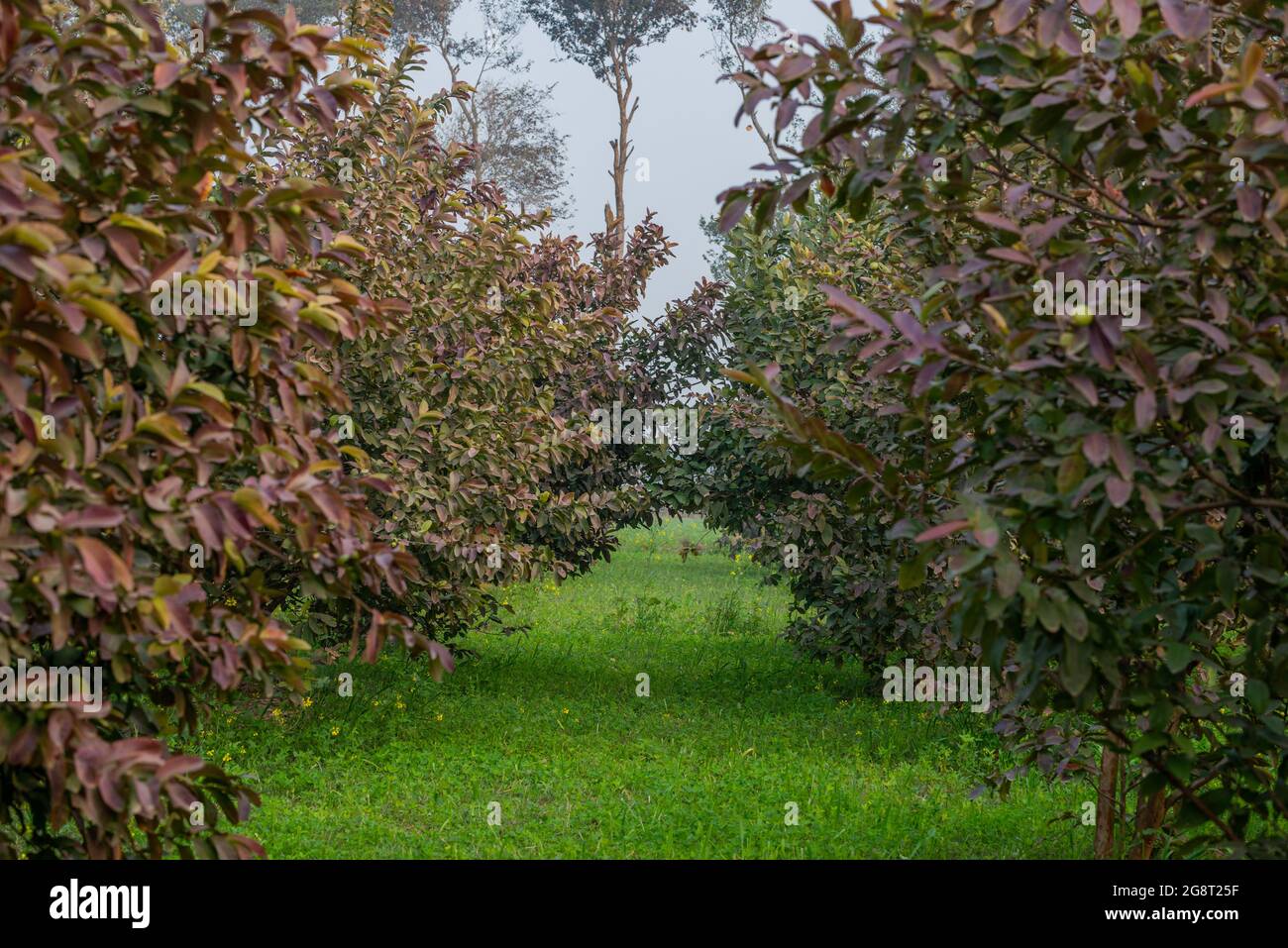 Guava fruit tree in an organic tropical garden, Guava garden with a ...