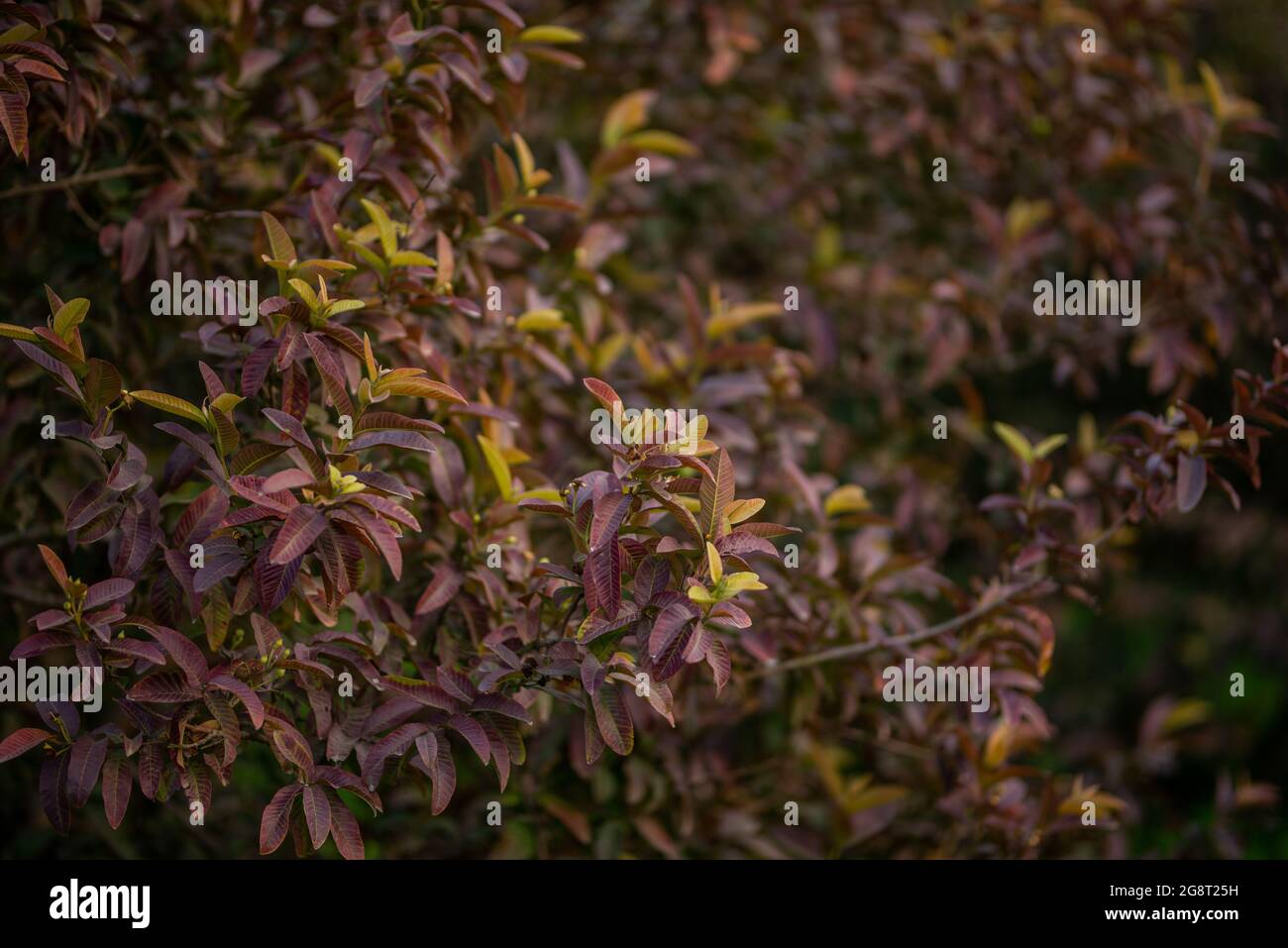 Guava fruit tree in an organic tropical garden, Guava garden with a ...