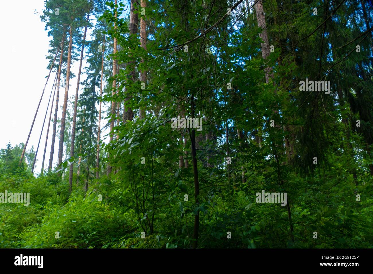 Forest in summer in clear weather Stock Photo - Alamy