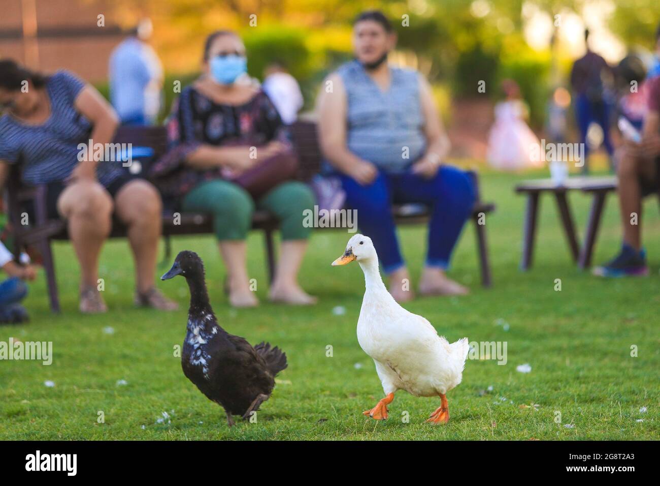 wildlife ducks coexist with people in wetland, Pato. (Photo: Luis ...