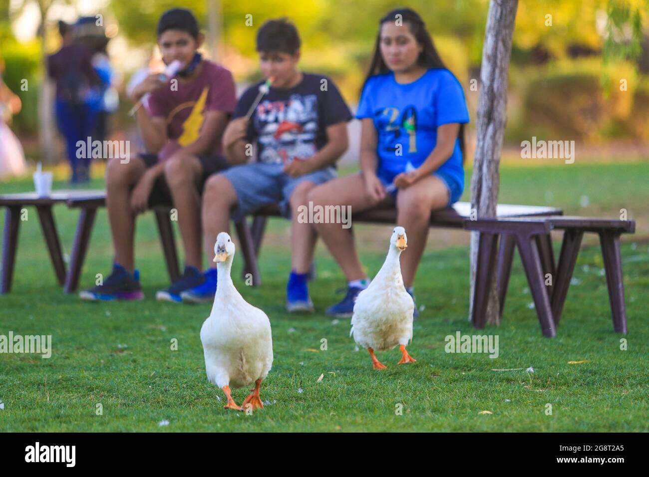 wildlife ducks coexist with people in wetland, Pato. (Photo: Luis ...
