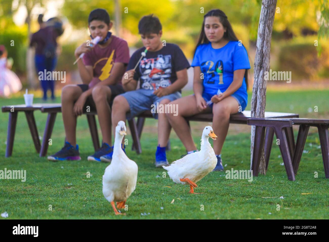 wildlife ducks coexist with people in wetland, Pato. (Photo: Luis ...